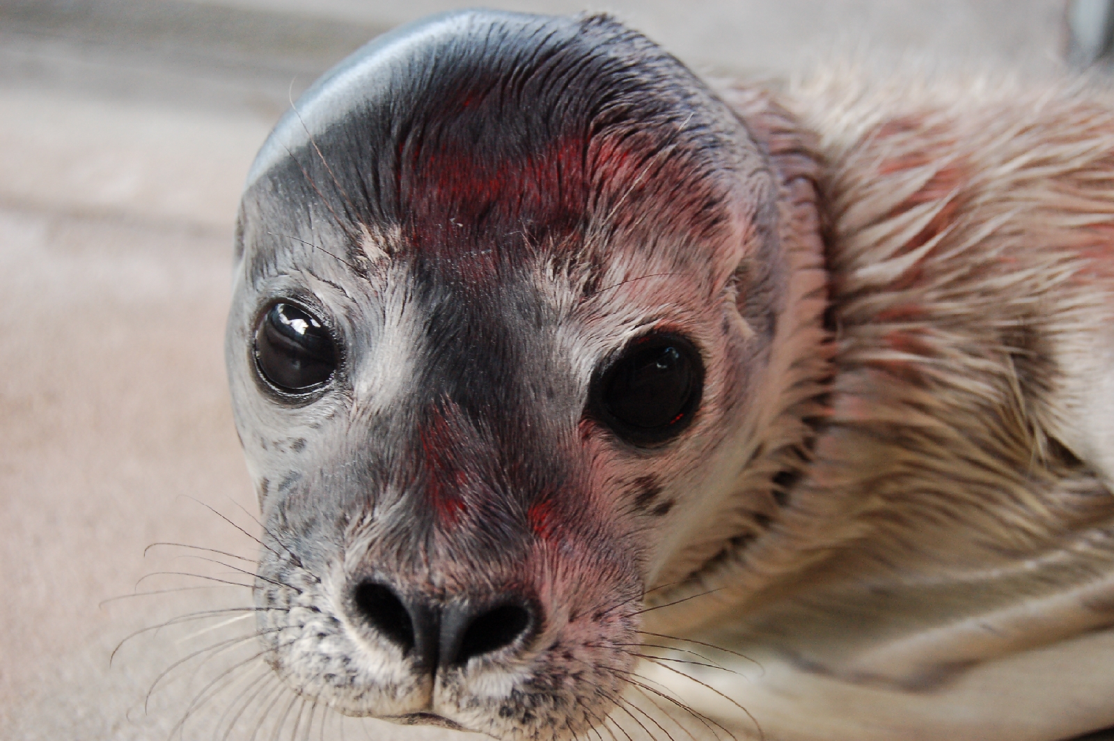 Erster Heuler des Jahres 2014 | Seehundstation Norddeich