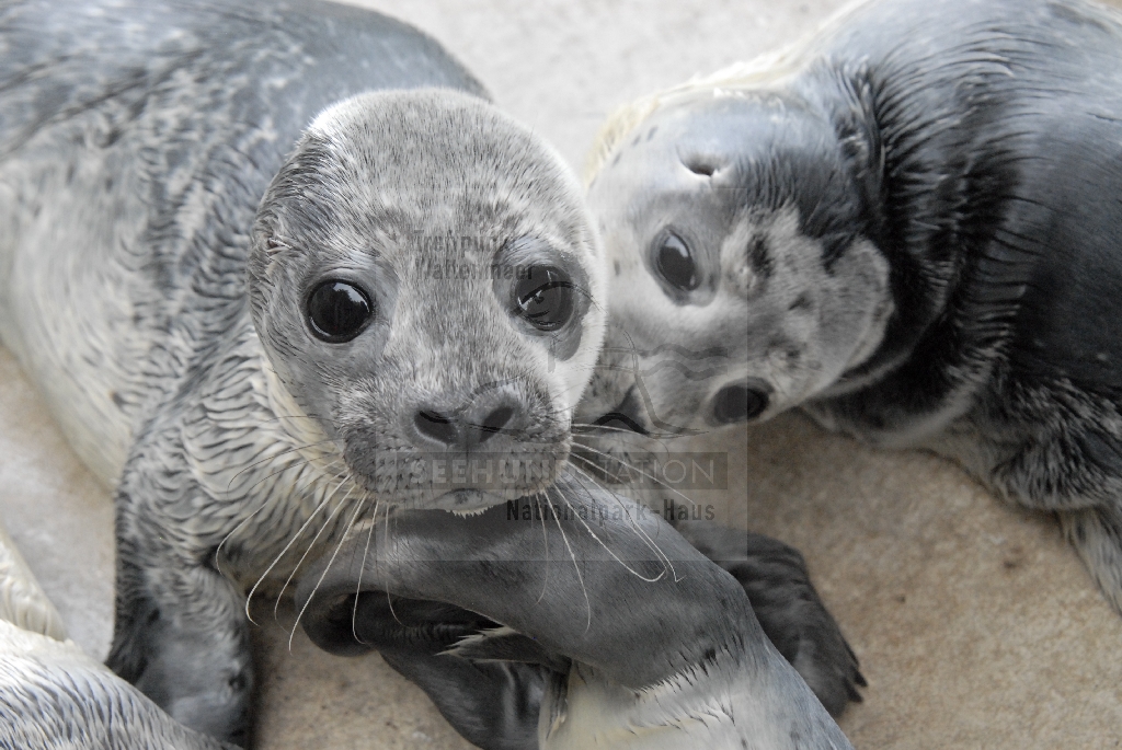 Bildergalerie Heuler 2015 online | Seehundstation Norddeich