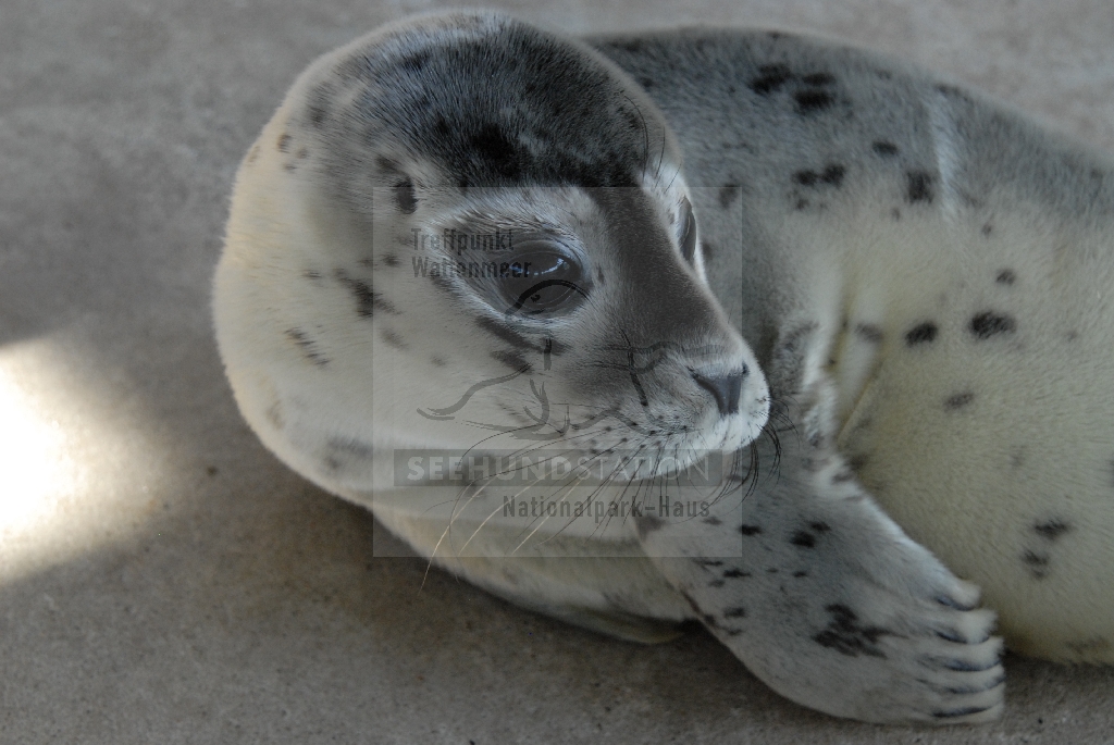 Bildergalerie Heuler 2015 online | Seehundstation Norddeich