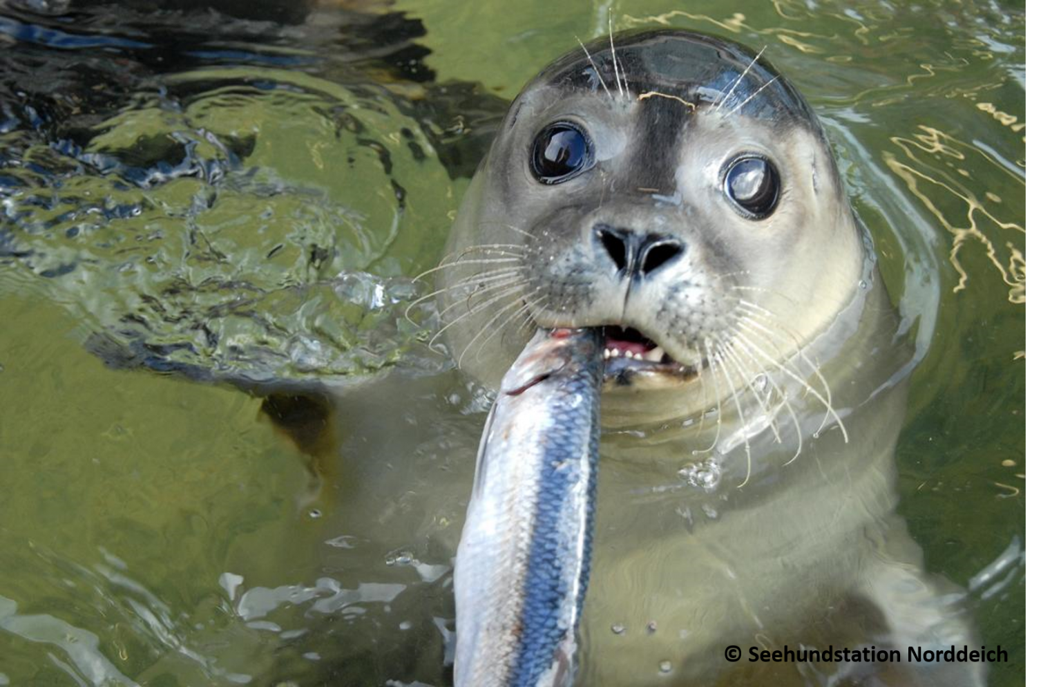 Bildergalerie | Seehundstation Norddeich