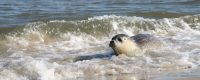 Der Seehund | Seehundstation Norddeich